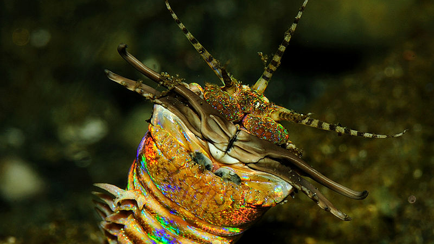 Bobbit Worm – symondrake.com